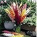 Amazon.com : Dwarf Snapdragon Seed Mix 1000+ Seeds for Planting Indoors ...