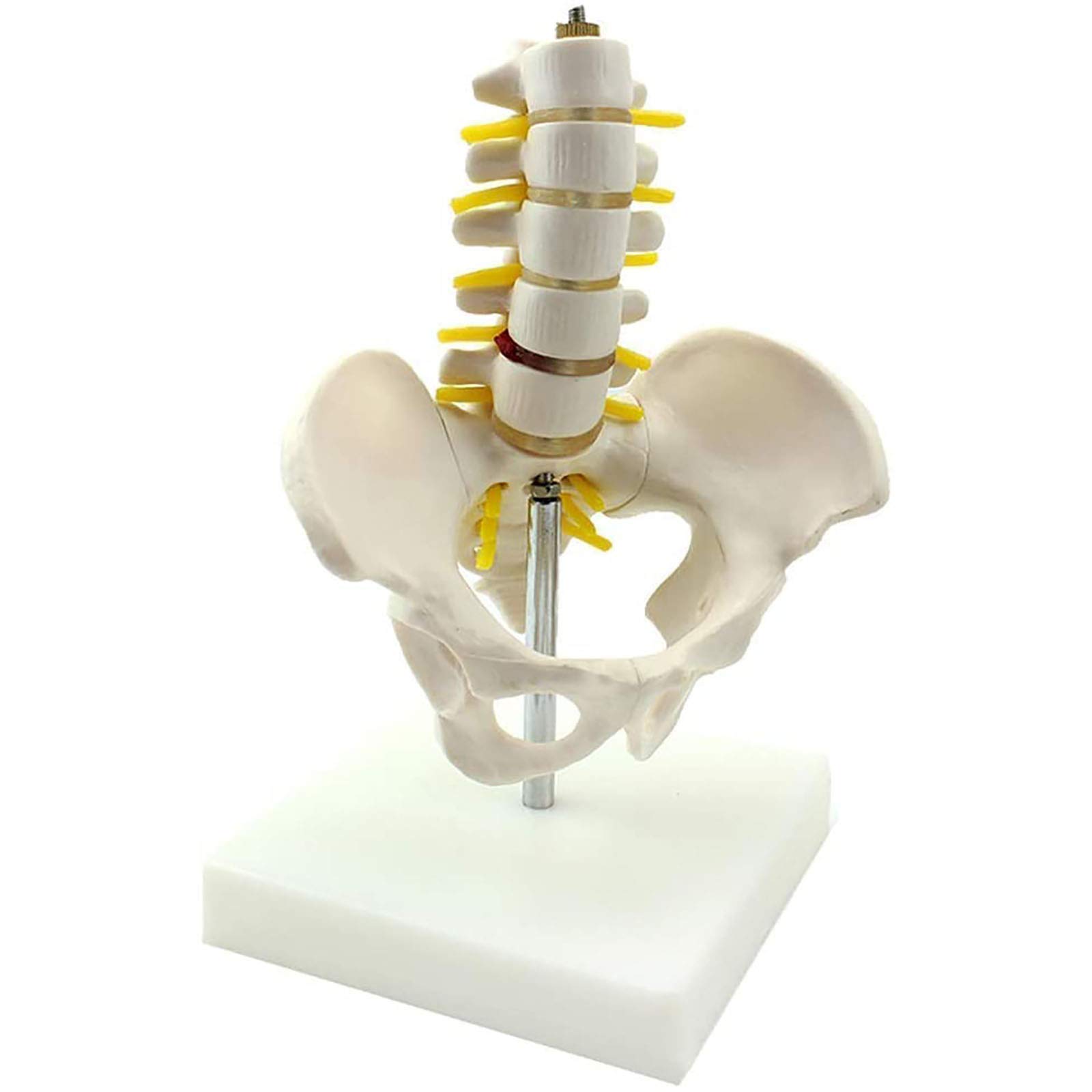 Buy Pelvic Model Medicine Pelvic Anatomical Model Lumbar Spine Model ...