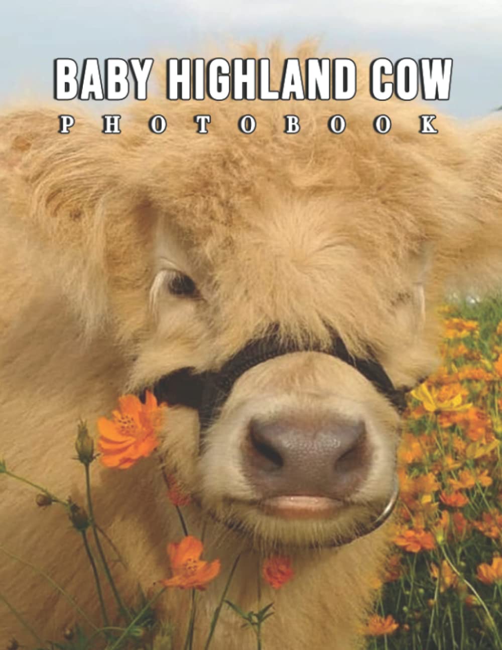 Buy A Photo Book Of Baby Highland Cow: An Album Consist Of Compelling ...