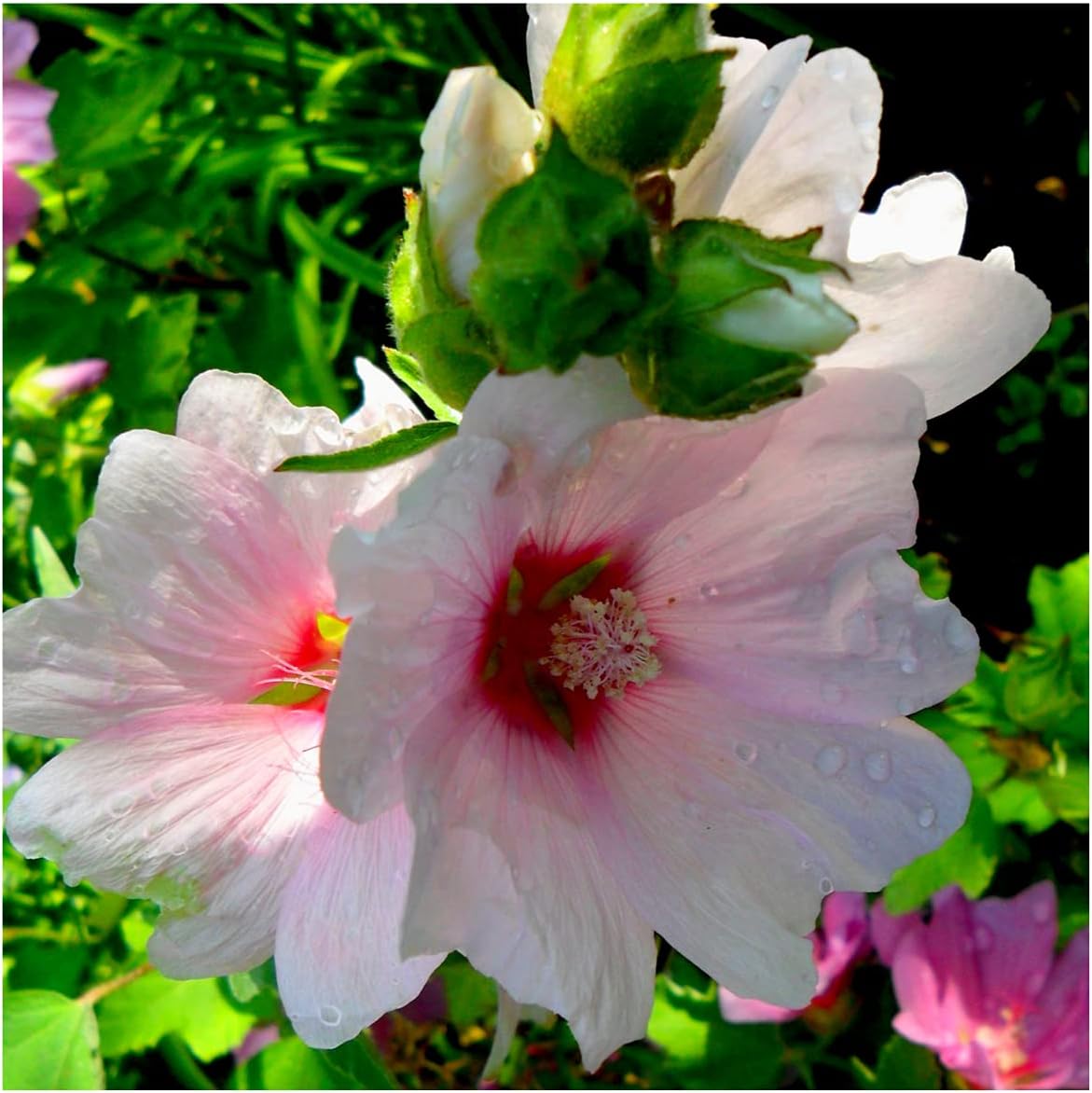 3 x Lavatera clementii ‘Barnsley Baby’ Tree Mallow Hardy Shrub Jumbo ...