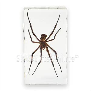 Amazon.com: Clear Acrylic Amber Insect Spider Paperweight : Home & Kitchen