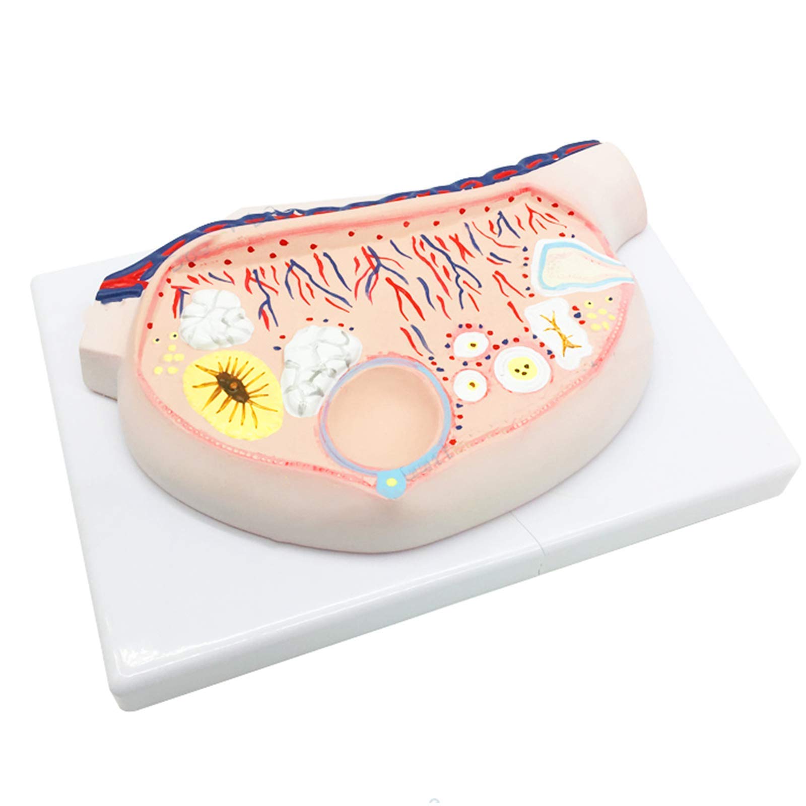 Buy Ovary Anatomical Model - Anatomy Model Female Ovarian Model ...