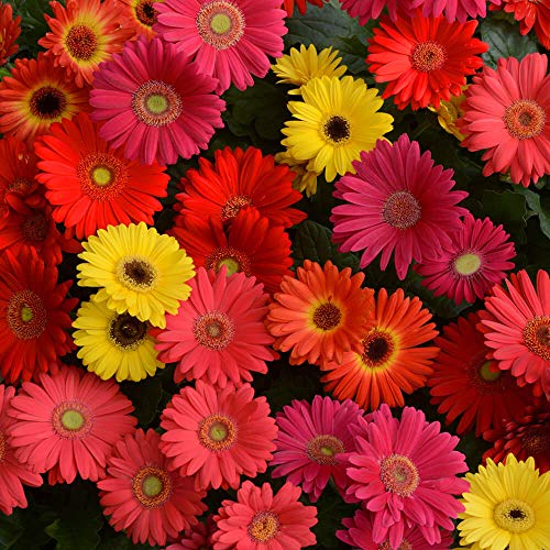 Gerbera - How to grow & care