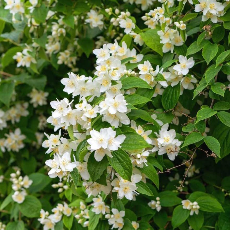 Best Orange Shrub Plants to Brighten Your Garden - Totally Reviewed