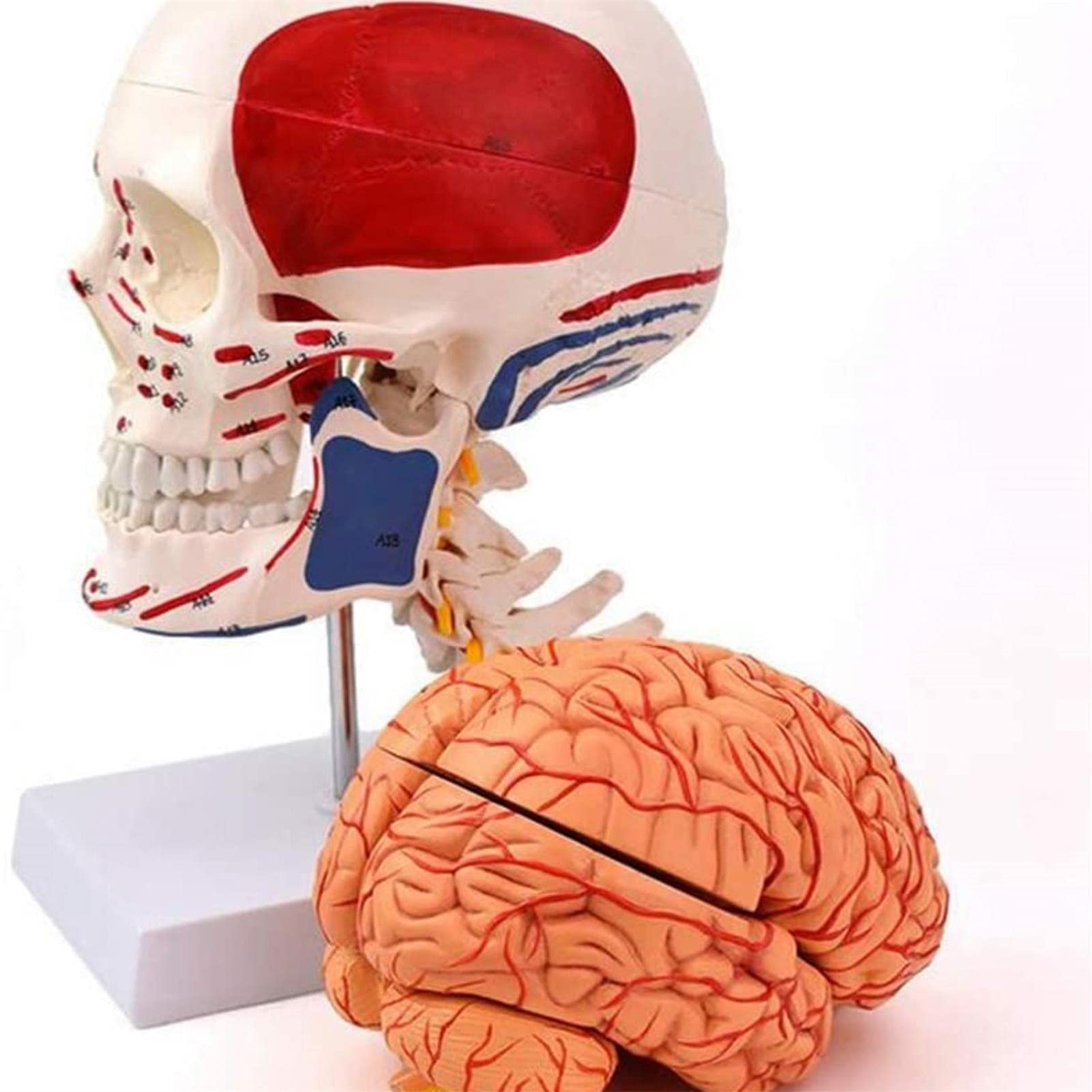 Buy Study Model Removable 8 Part Brain Painted and Numbered Skull Model ...