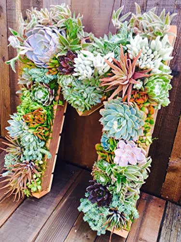 Amazon.com: Large Monogrammed Letter-Live Succulent Arrangement-Wooden ...