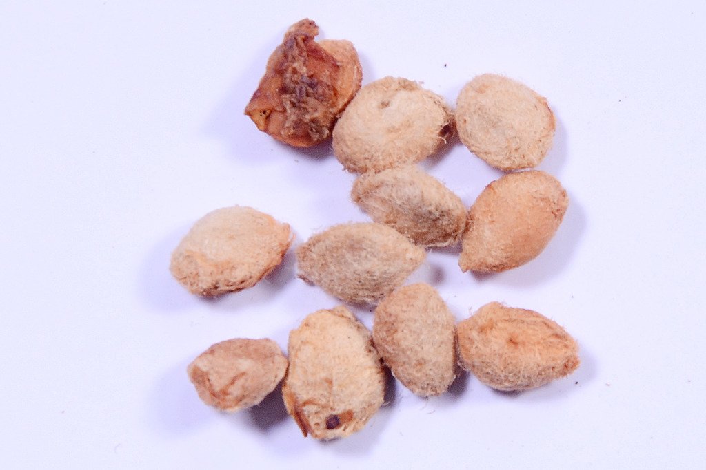 RK Seeds - Golden Apple Seed -Indian Bael tree Seeds-Bel Tree seeds ...