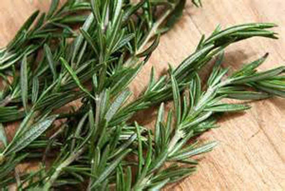 Amazon.com : Rosemary, Herb Seed, Heirloom, 100+ Seeds, Healthy and ...