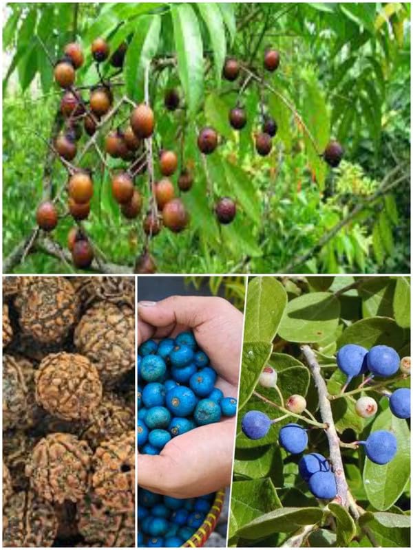 Rudraksha Plant "Original Nepal Vaiety" (Height 1-2 Feet) Rudraksha ...