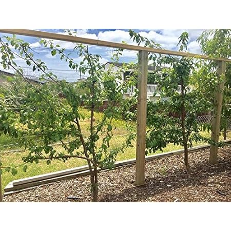 Amazon.com : MRGARDEN 7-Feet Adjustable Garden Trellis Set for ...