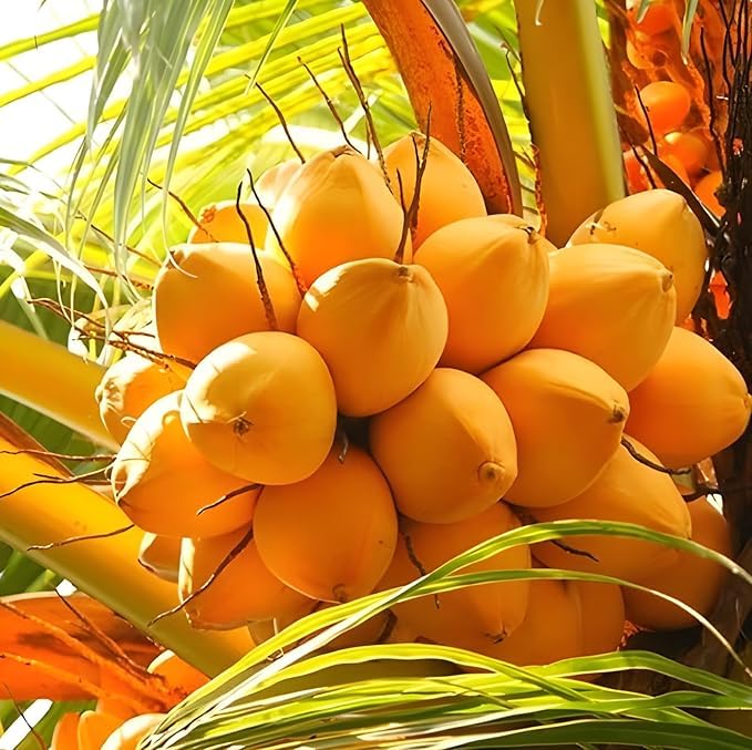 Avante Farm Yellow Golden Malay Dwarf Coconut Tree Live Plant - Sweet ...