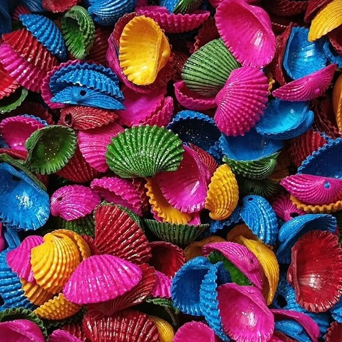 Buy Welcom Mart Natural Sea Shell Craft Shells for Aquarium Art n Craft ...
