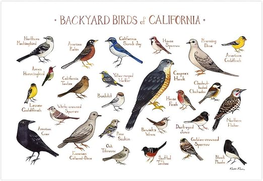 Amazon.com: Backyard Birds of California Field Guide Art Print ...