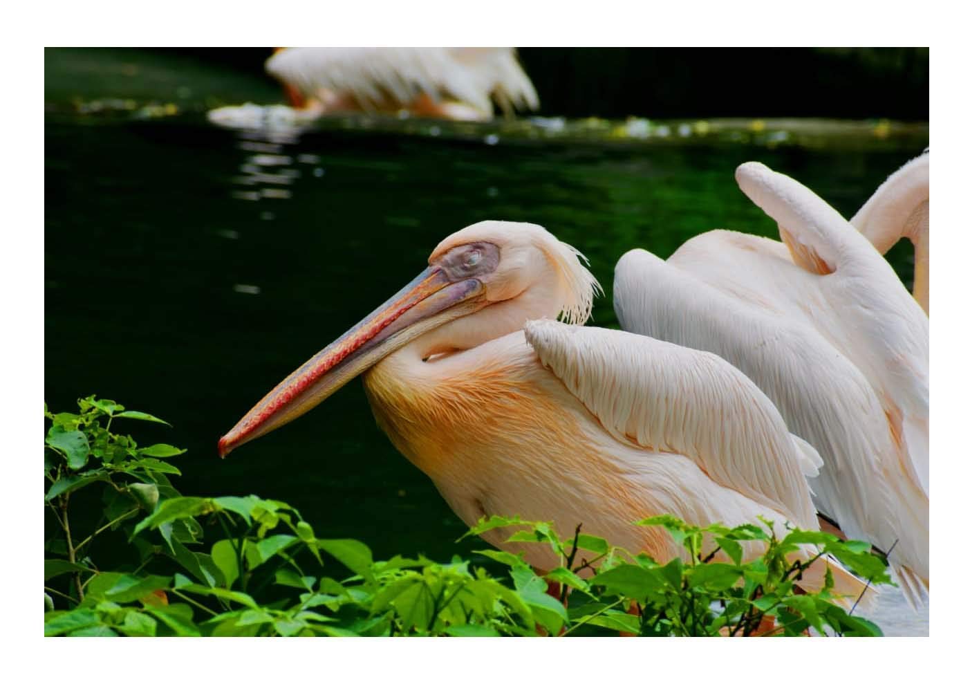 Lake Bird Photography Poster in Wooden Frame for Home& Office : Amazon ...