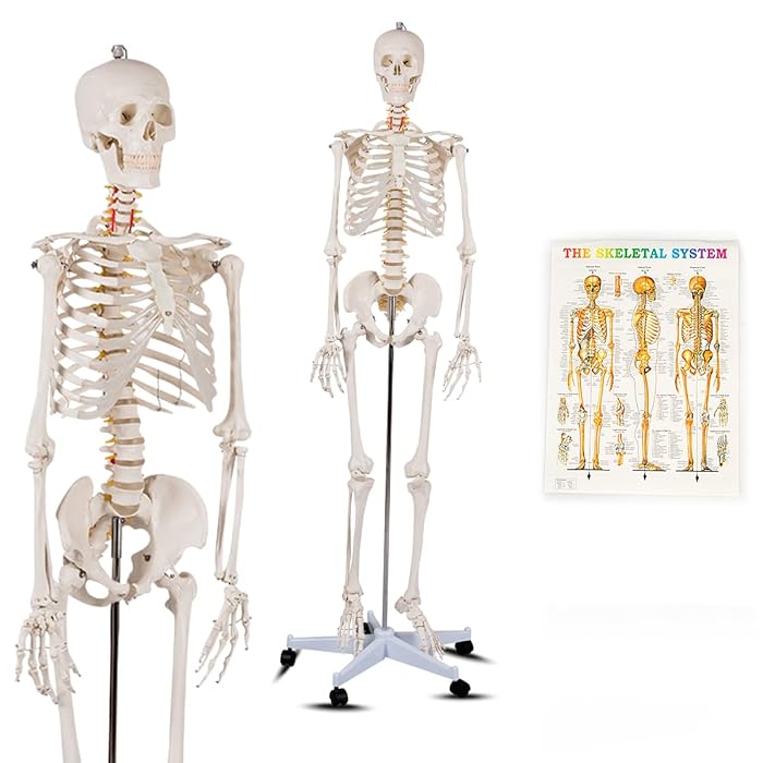 Buy COSTWAY 180cm Life Size Human Skeleton Model, Medical Anatomical ...