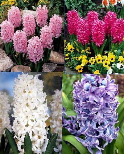 Amazon.com : 8 Mixed Color Hyacinth Flower Bulbs, 15/16cm : Hyacinth ...