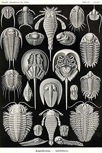 An arthropod is an invertebrate animal having an exoskeleton (external ...