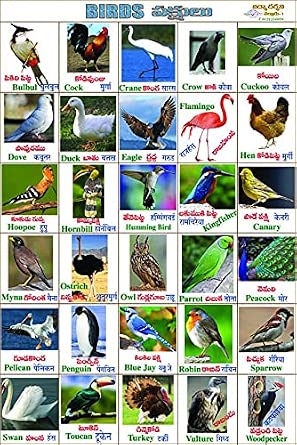 Buy Learning Educational Early Learning Birds (Telugu, English & Hindi ...