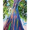 Amazon.com : Rainbow Eucalyptus Tree Seeds - 50 Seeds - Stunning ...