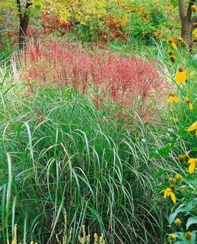 Miscanthus sinensis 'Red Chief' – Winterhart, Mehrjährig, Pflegeleicht ...