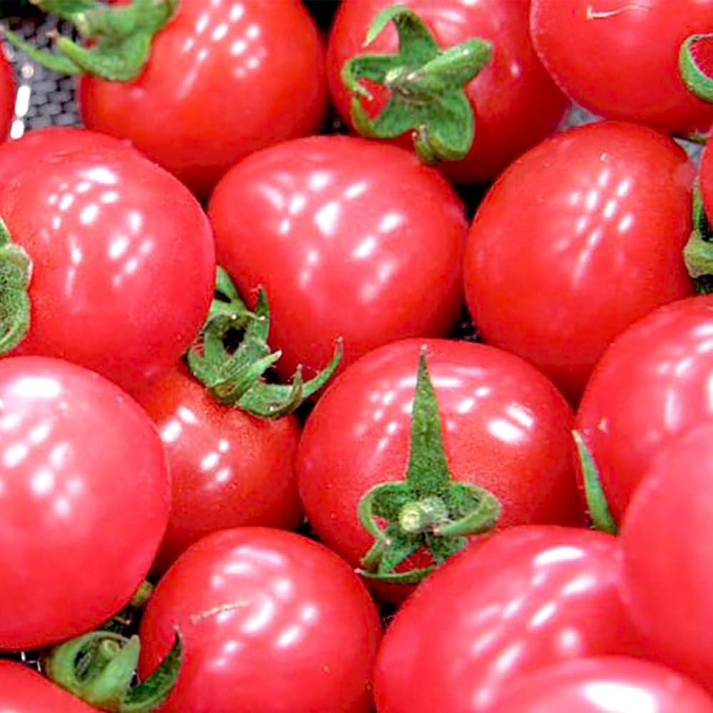 Amazon.co.jp: ITANSE トマトの苗 ピンキー 3～3.5号 接木苗【品種で選べる野菜苗】 (ピンキー_2個, 4月中旬お届け) : DIY・工具・ガーデン