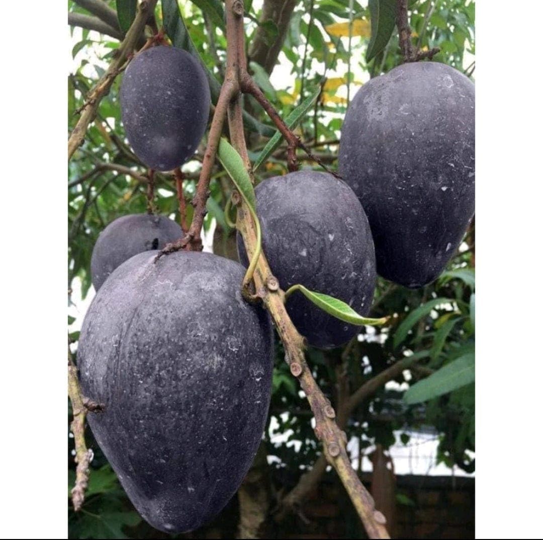 GreenWorld Special Sweet & Rare Kasturi Black Mango (GRAFTED/AIR LAYERED) Healthy Live Plant ...