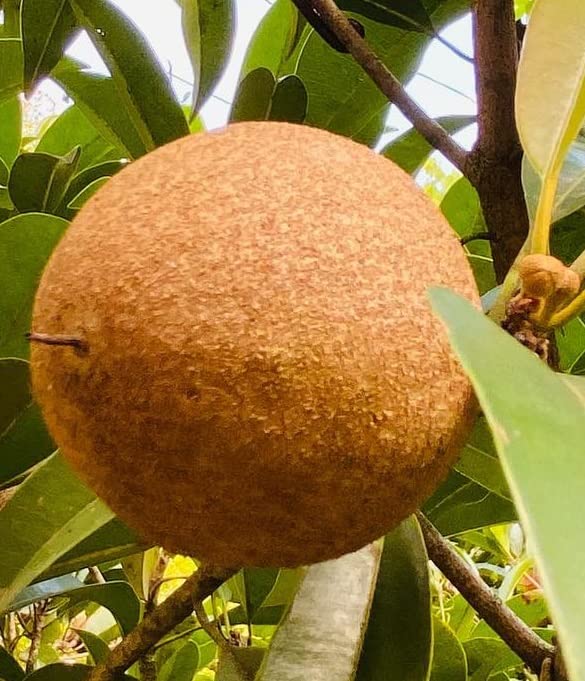 Cloud Farm Hybrid Grafted Chiku Live Plant [CF78] : Amazon.in: Garden ...