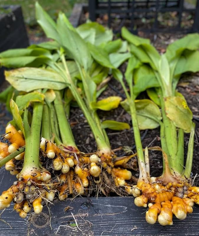 Rare Curcuma Amada seeds Pack Of 12 : Amazon.in: Garden & Outdoors
