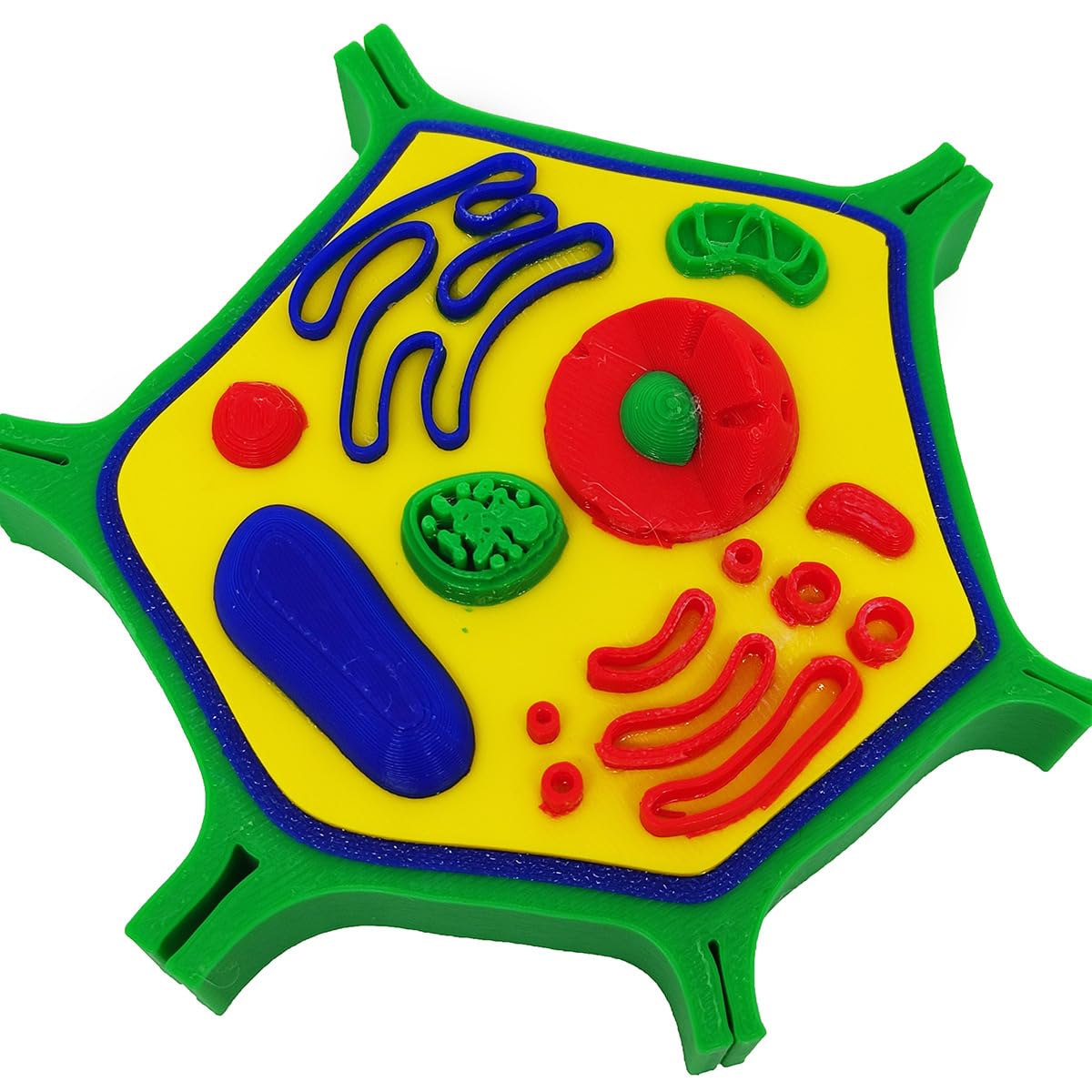 Celula Vegetal 3d 29 Ideias De Modelo Célula 3D | Célula Eucarionte,