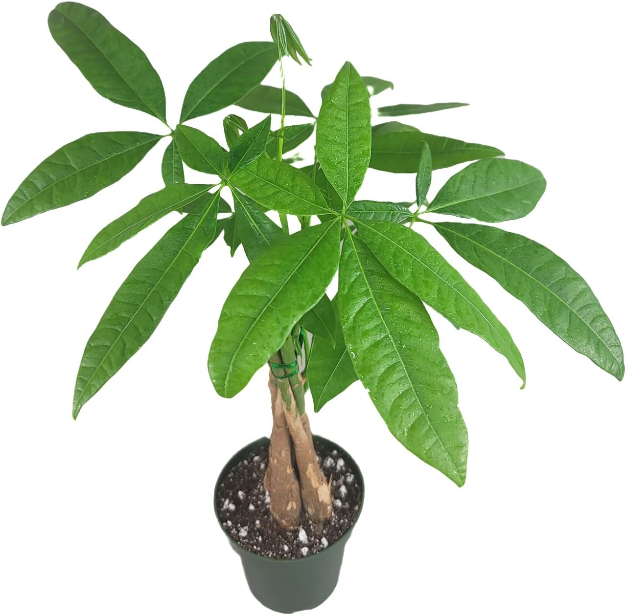 Amazon.com : Chinese Money Tree Live Plant - Pachira Aquatica - Braided ...