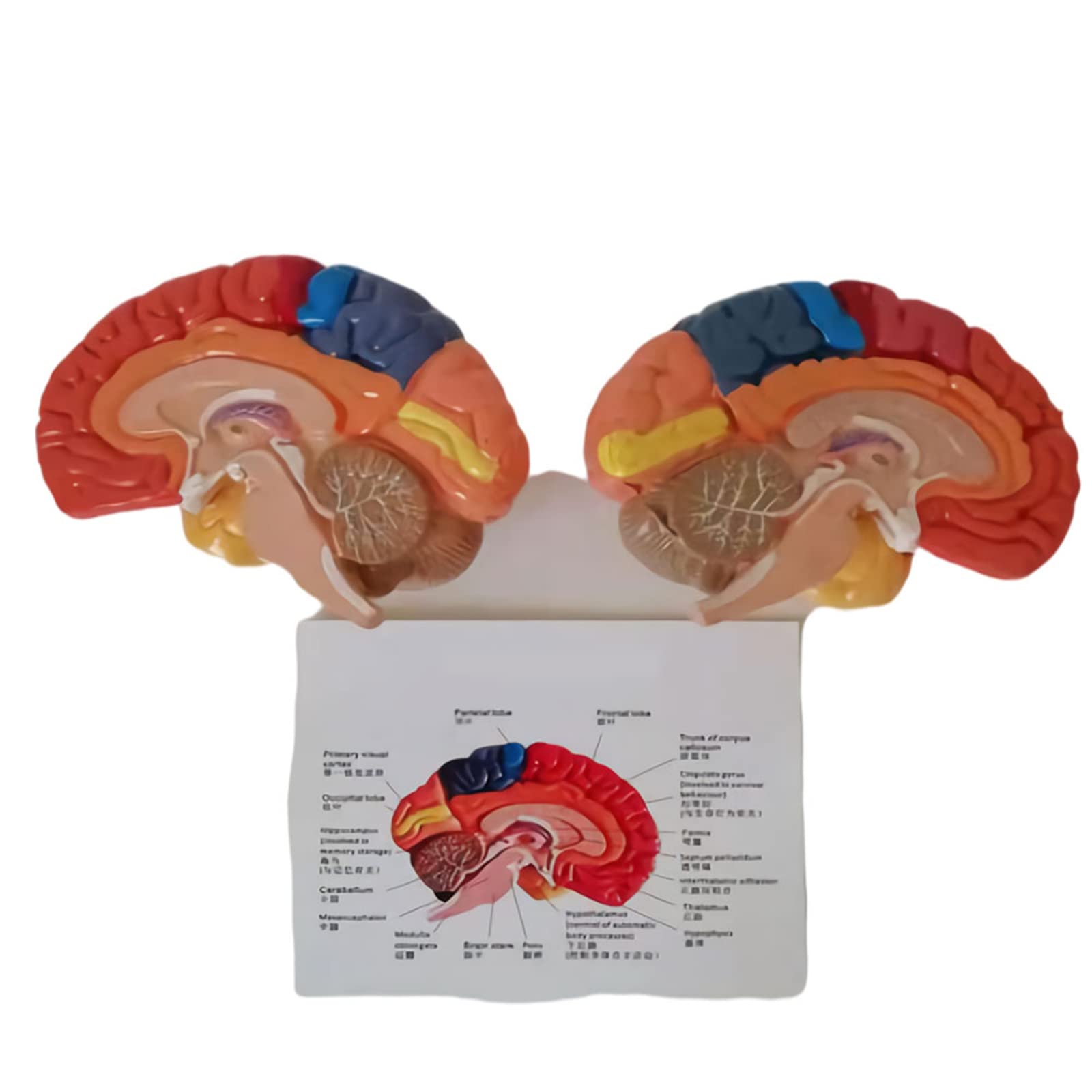Life Size Human Brain Anatomical Model, Anatomy 2-Part Model Of Brain ...