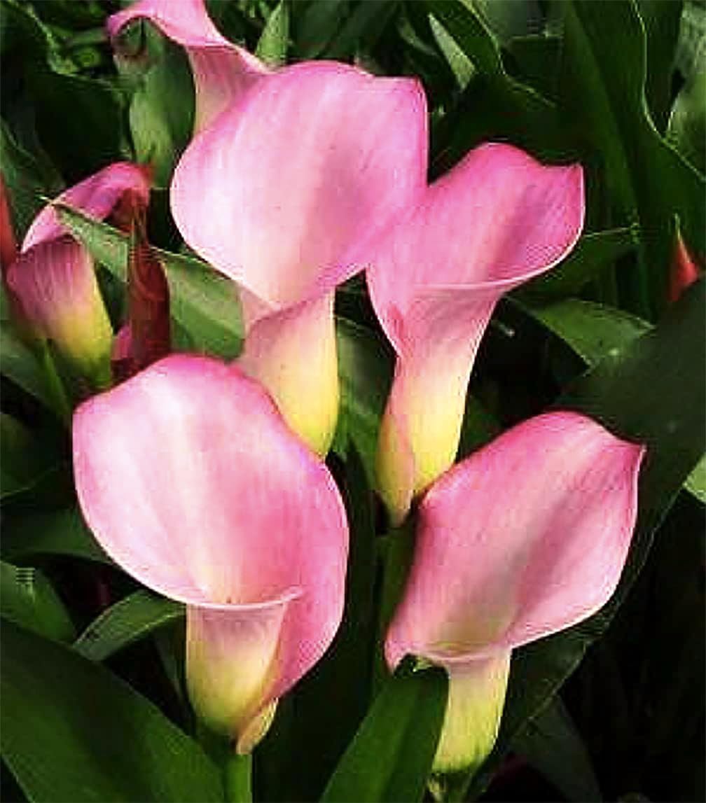 Amazon.com : Samur Calla Lily Corm : Patio, Lawn & Garden