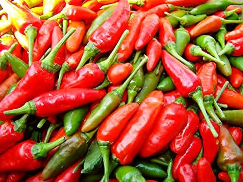 Amazon.com : 30+ Brazilian Pimenta Malagueta Hot Pepper Seeds Heirloom ...
