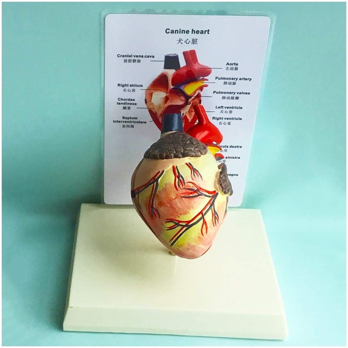 Amazon.com : Animal Canine Heart Anatomy Model – Anatomical Dog Heart ...