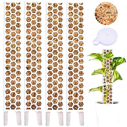 Monstera Rankhilfe