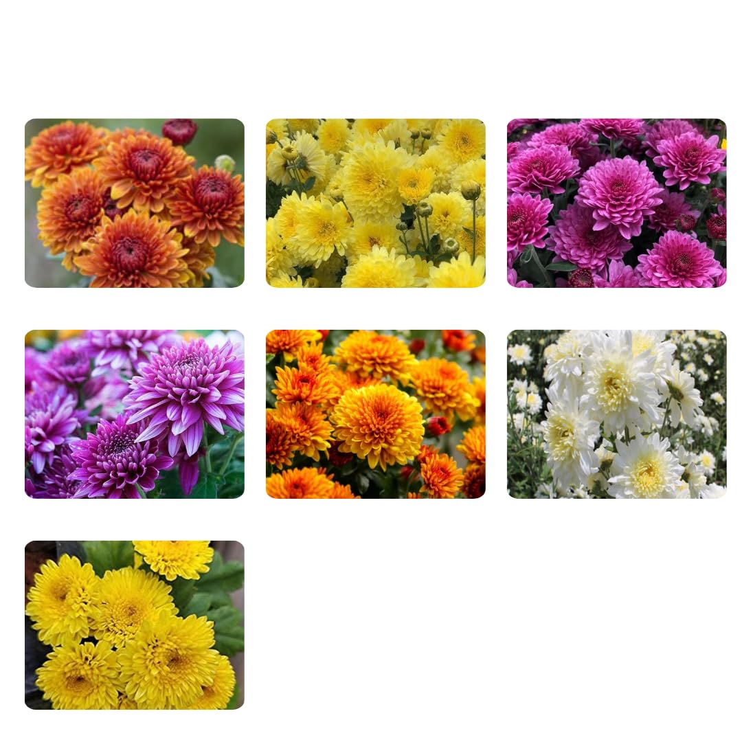 VGR Gardens® Chrysanthemum 14 Flowers Combo Pack | samanthi flower ...