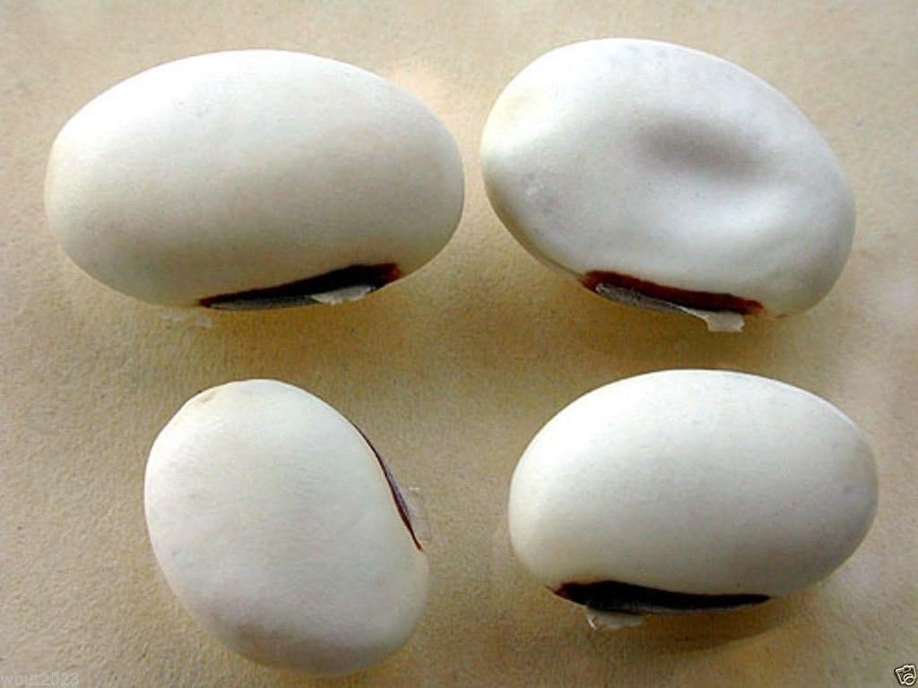 Amazon.com : 5 Seeds Japanese Sword Bean Seeds - White - Shironata Mame ...