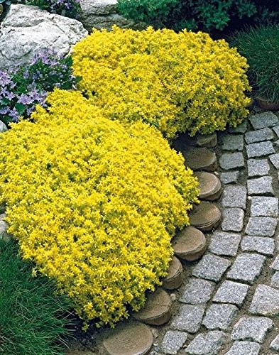 Creative Farmer Flower Seeds : Delosperma Nubigenum Seeds For Kitchen ...