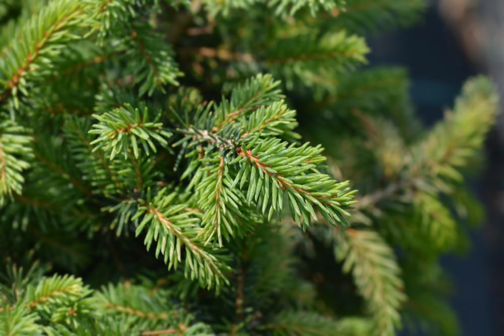Live Miniature Pine Trees