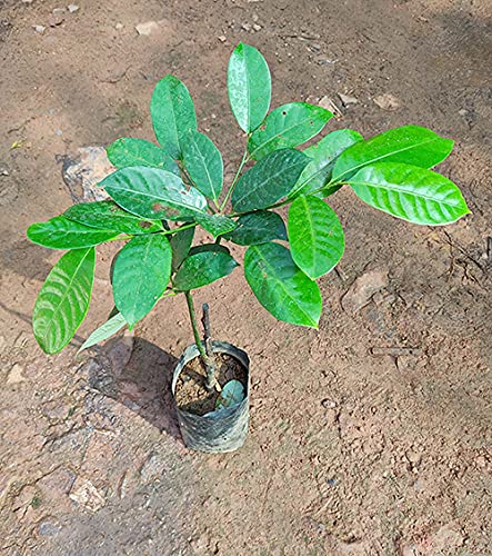 Trothic Gardens Grafted Nutmeg Jathi Plant : Amazon.in: Garden & Outdoors