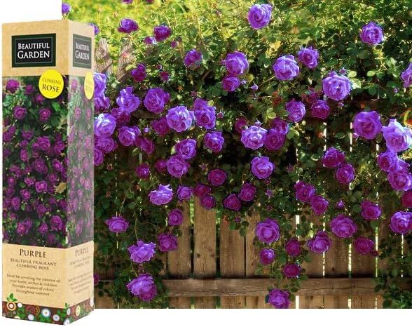 1 Purple Climbing Rose Bare Rooted Plant Bush, 30-40cm Tall Fragrant ...