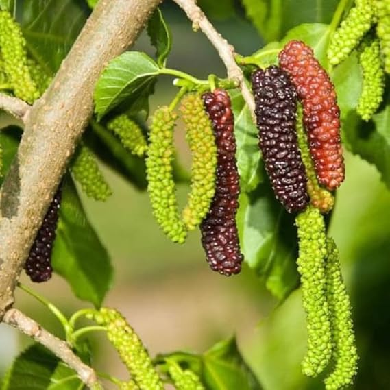 Amazon.com : Mulberry Plant Live for Planting, 5 to 8 Inch Tall, Sweet ...