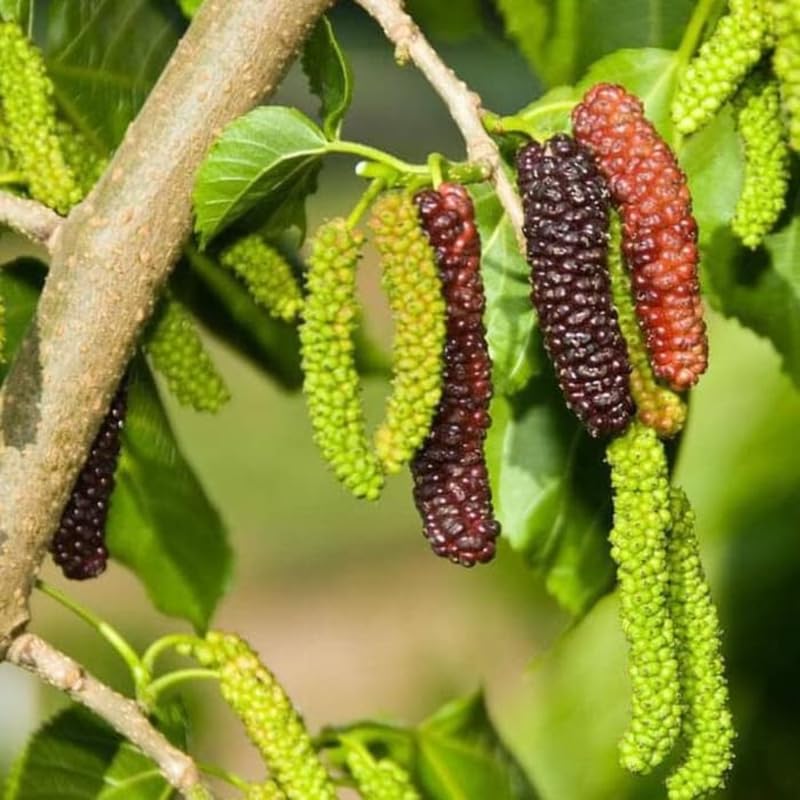 Amazon.com : Pakistan Mulberry Plant Live for Planting 5 to 8 Inch Tall ...