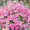 Amazon.com : 1000+Pyrethrum Seeds for Planting -Pyrethrum Tanacetum ...