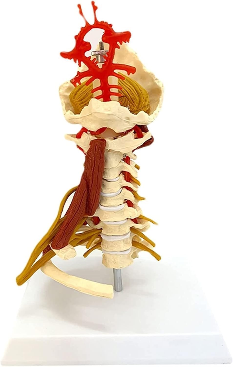 Human Model for Anatomy, DYTAH Human Cervical Vertebra Model Cervical ...