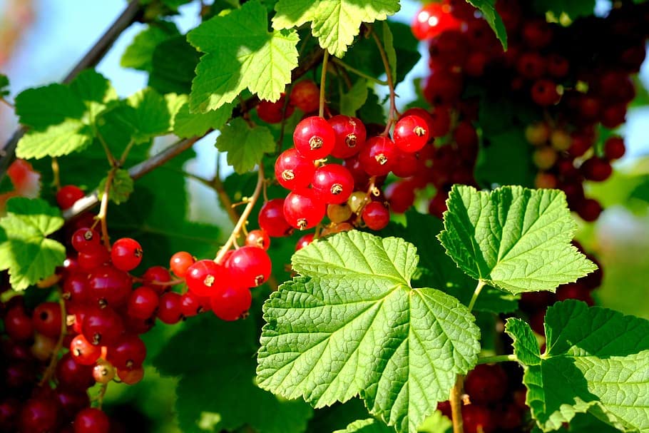 Red currant plant - How to grow & care