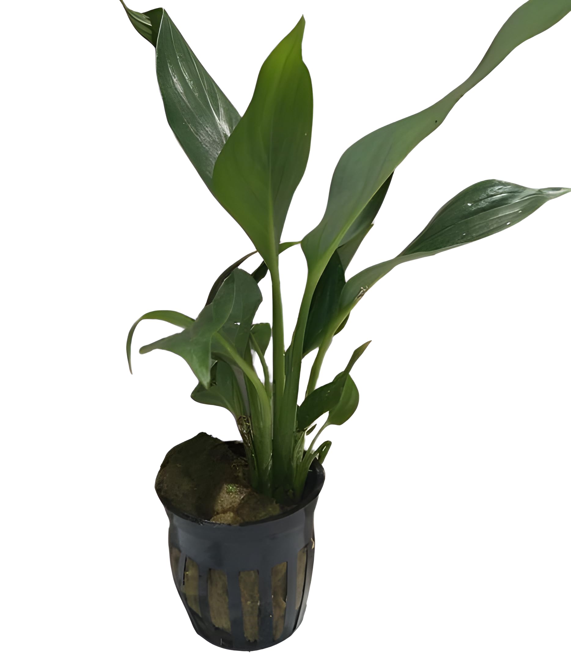 Amazon.com: Aquarium Peace Lily (Spathiphyllum Wallisii) Live Aquatic ...