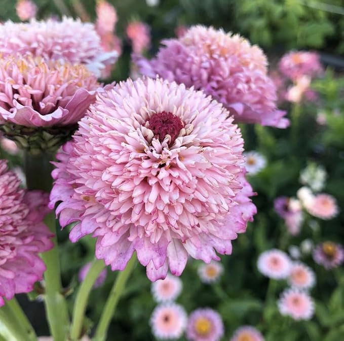 Amazon.com : 50+Seeds Perennial Zinderella Lilac Flower for Planting ...