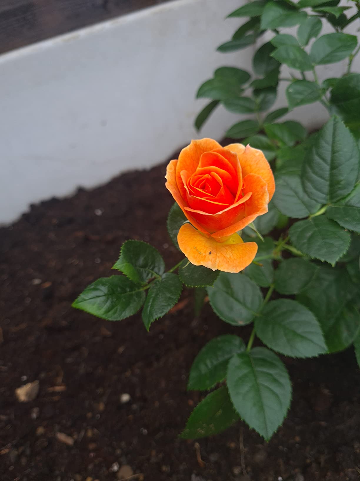 Gorgeous Orange Potted Rose | Premium Garden Roses with Colourful ...