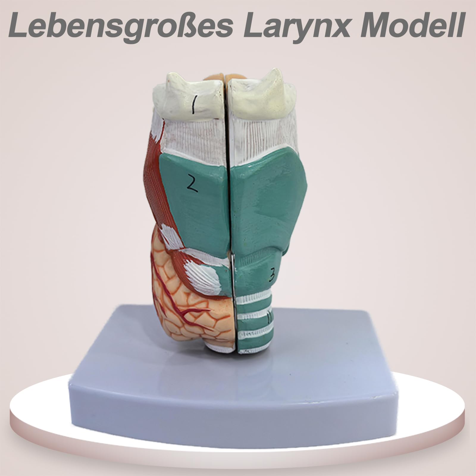 Modell Der Atemwegsanatomie Beschriftet Iplusmile Human Body Model,